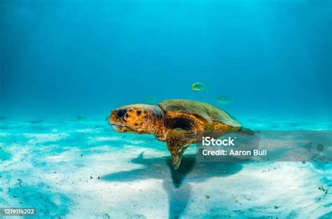 맑고 푸른 물에서 모래 바다 바닥을 헤엄치며 헤엄치며 헤엄친 거북이 거북등껍질에 대한 스톡 사진 및 기타 이미지 거북등껍질 거북이 경관 Istock