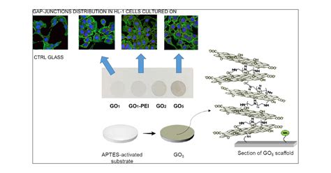 3d Graphene Oxide Polyethylenimine Scaffolds For Cardiac Tissue Engineering Acs Applied