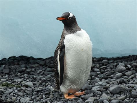 Birds Of The World Penguins Spheniscidae