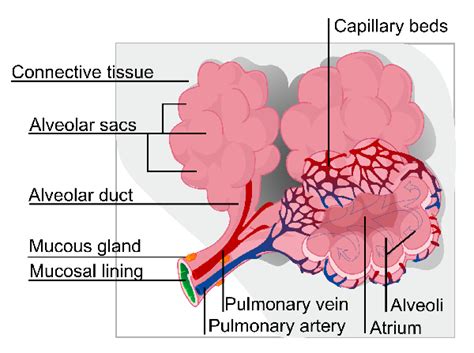 Alveolar Ducts Sacs Of The Lungs Definition Functions Study