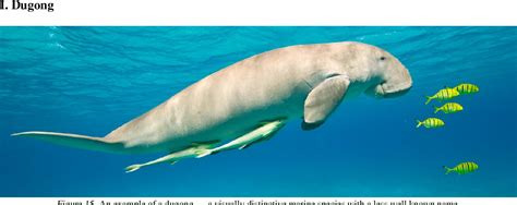 Figure 15 From Multi Modal Classifiers For Open Vocabulary Object Detection Semantic Scholar