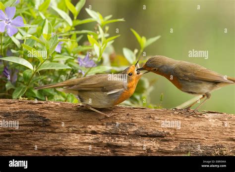 Robin Male And Female Hi Res Stock Photography And Images Alamy