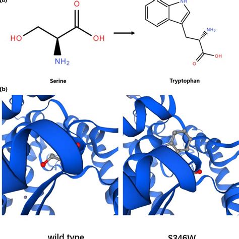 Protein Structure Analysis Of Ace C1037c G Pser346trp A