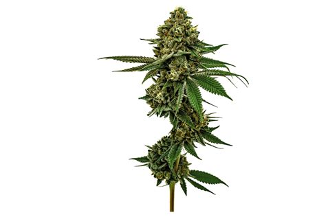 Kratom Testing Lab Alkaloid Potency And Product Safety