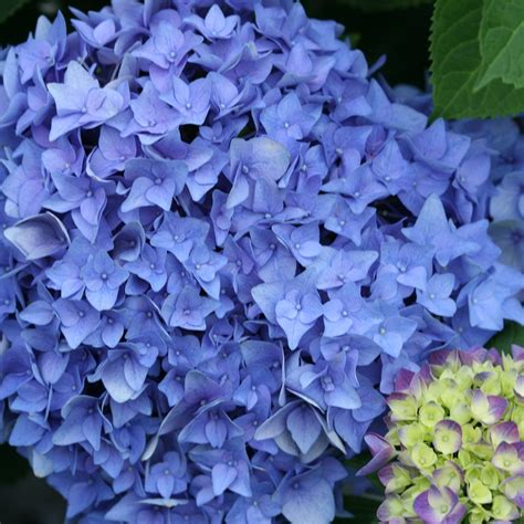 Discover Bigleaf Hydrangeas Proven Winners Colorchoice Flowering Shrubs