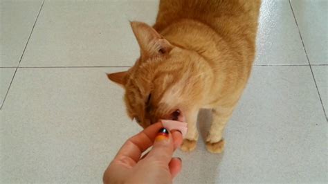 Ruby Loves Ham The Mad Cat Lady