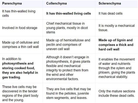 Differentiate Between Sclerenchyma And Parenchyma Tissues