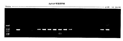 Red Skinned Pear Polygalacturonase Inhibiting Protein Gene Pppgip And