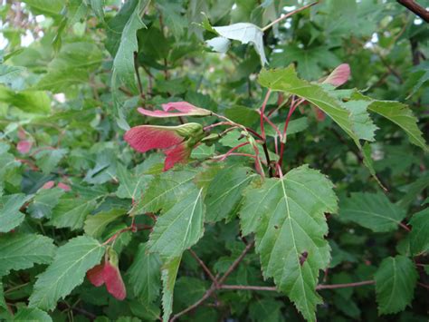 Ginalinis Klevas Tomo Pankos Medelynas