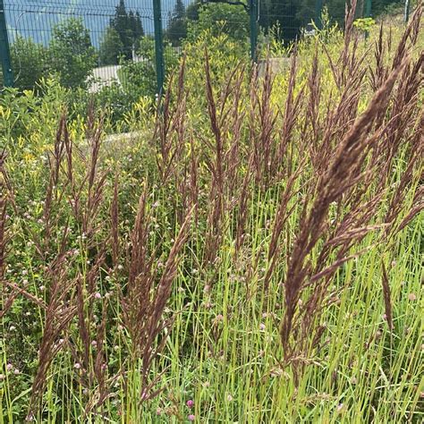Reed Grasses Care Watering Fertilize Pruning Propagation Picturethis