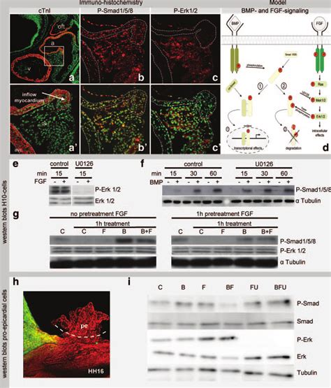 Bmp Signaling And Fgf Signaling At The Inflow Of The Heart