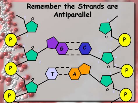 Ppt The Structure Of Dna Powerpoint Presentation Free Download Id