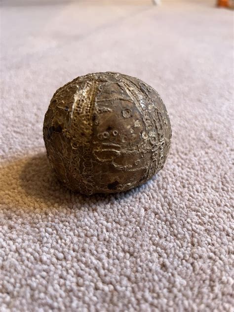 Can Anyone Identify This Please R Fossils