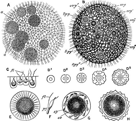 Volvox Globator Clipart Etc