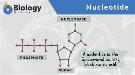 Nucleotide Nucleoside