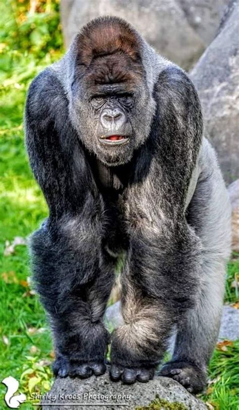 Silver Back Gorilla