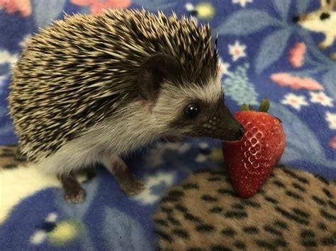 Wilbur🦔💜 | Bird, Animals, Wilbur