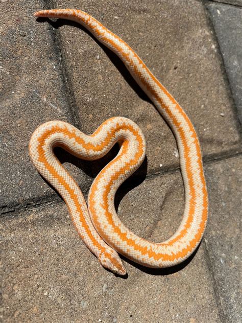 Albino Whitewater Rosy Boa By Harold Of The Rocks Morphmarket
