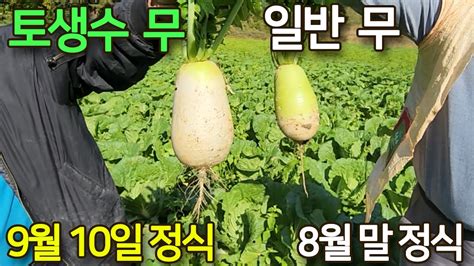 토생수 무 9월 10일 정식 후 50일 만에 잘 크고 있는지 확인 다녀왔습니다 병해충 하나없이 너무 아삭하고 달고 맛나게 잘 컸습니다 무게도 잘 나가고 다른 밭과는 역시
