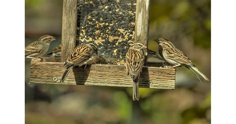 Със свинска мас семки и сушени плодове може да спасим птиците в града през зимата Български