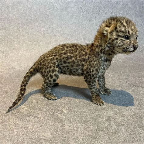 Taxidermy Leopard Cub Taxidermy And Skulls