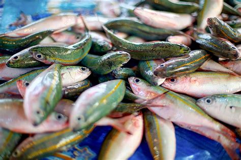 알록달록 한 해산물 해산물 시장 노점 상업 소재 배경 화려한 해물 해수어 배경 일러스트 및 사진 무료 다운로드 Pngtree