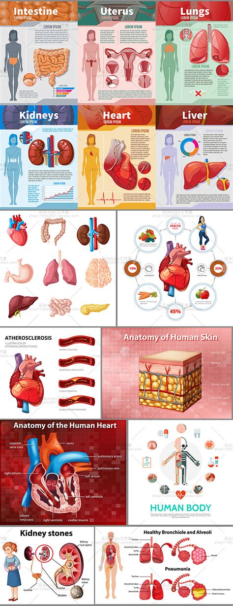213 医用医学人体结构解剖器官心脏大脑 医疗疾病插图 设计素材 淘宝网
