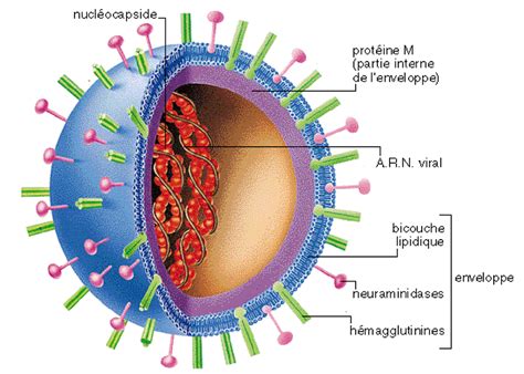 Le Kardashian Des Virus La Grippe Bpr Analyses Spécialisées