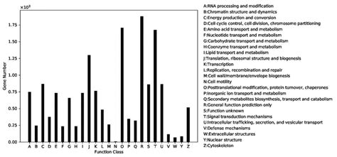 Gene Function Classification Based On The Kog Annotation For The