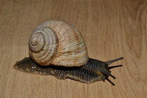 Helix Ligata Wikiwand