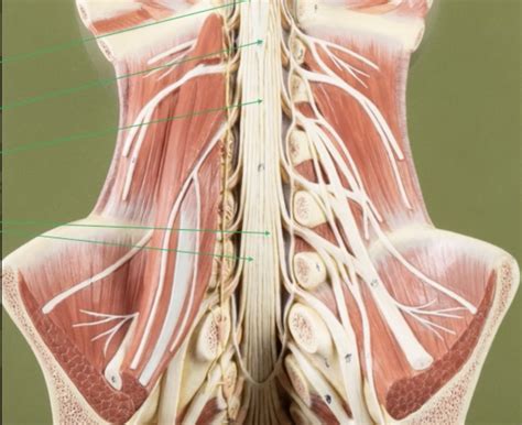 Lab 5 Spinal Cord 2 Diagram Quizlet
