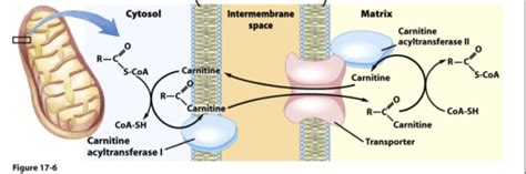 Mitochondrial Shuttles Gluconeogenesis Glycogen Flashcards Quizlet