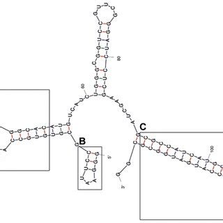Representative RNA Secondary Structure Prediction Of The A30 SiEEF2