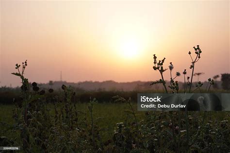 배경에는 태양이 빛나고 있으며 일부 잡초 꽃으로 실루엣이 만들어졌습니다 0명에 대한 스톡 사진 및 기타 이미지 0명 경관 고요한 장면 Istock