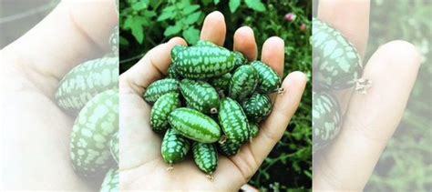 Огурец арбузик семена купить в Нижнем Тагиле | Товары для дома и дачи ...