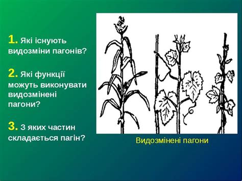 Листок Зовнішня будова листка презентація з біології