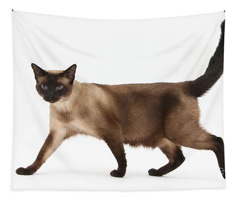 Seal Point Siamese Cats