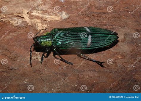 Green Jewel Beetle Catoxantha Opulent Buprestis Insect Closeup Stock