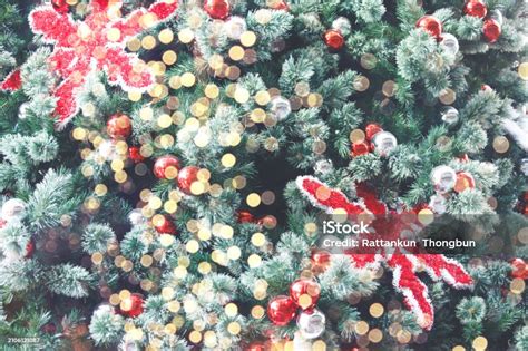 나뭇 가지 잎에 아침과 함께 소나무 나뭇가지 끝에 솔방울 추상적인 자연 배경 공간을 복사합니다 0명에 대한 스톡 사진 및 기타 이미지 Istock