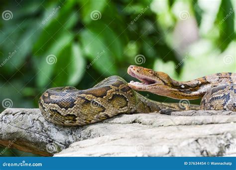 Reticulated Python Python Reticulatus Stock Images Image 37634454