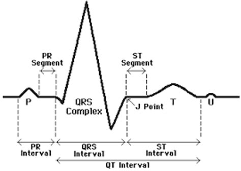 Aandp 2 Heart Flashcards Easy Notecards