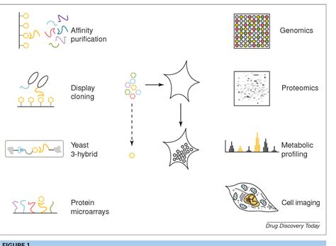 Finding The Target After Screening The Phenotype Semantic Scholar