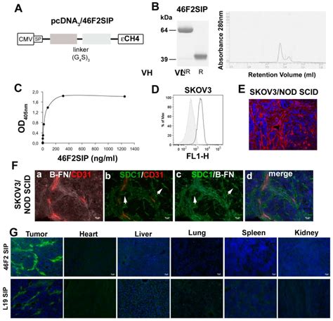 L19 Il2 Immunocytokine In Combination With The Anti Syndecan 1 46f2sip