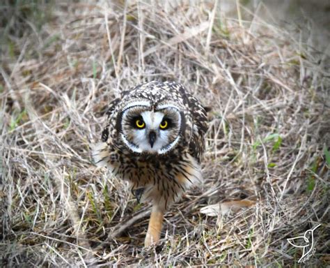 Skagit Valley Short Eared Owls So Fly Pnw