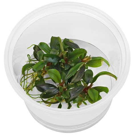 Dennerle Plants Bucephalandra Spec ´serimbu Brown´ In Vitro