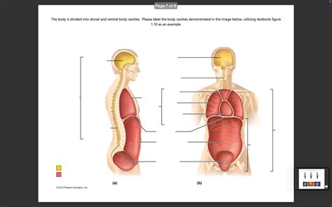 dorsal and ventral body cavities and their subdivisions diagram quizlet