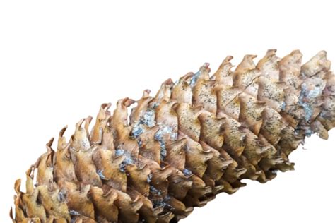 Pine Cone Focus PNG Transparent Images Free Download Vector Files Pngtree