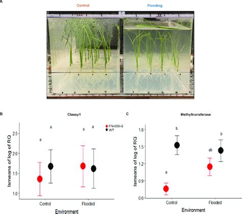 Phenotyping Set Up And Gene Expression Of Fn 559 S And Wt Under Control