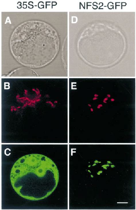 Subcellular Localization Of Atnfs2gfp Fusion Protein Download
