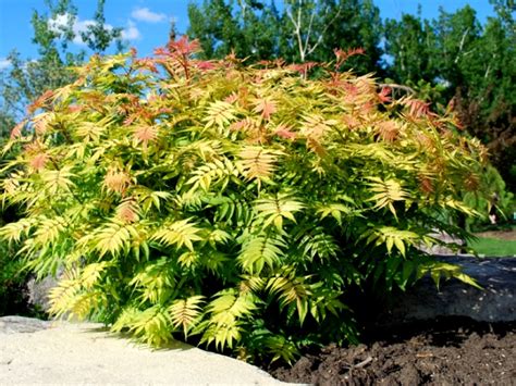 Рябинник рябинолистный – посадка и уход, фото сортов, обрезка